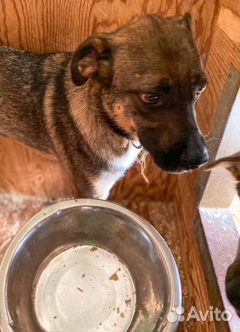 У меня отбирают еду Спасите собаку из приюта