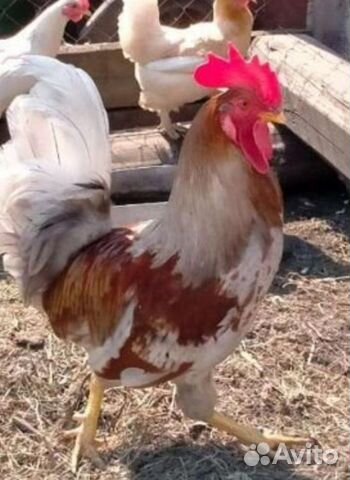 Петух и курочки