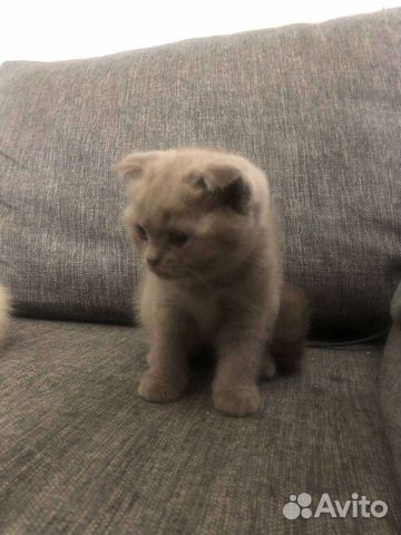 Очаровательные вислоухие британцы,из потомственных