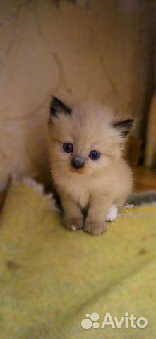 Шотландские котята