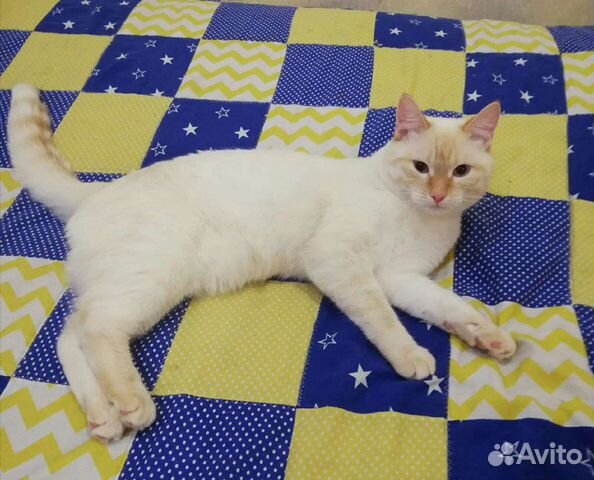 Кот вязка тайский