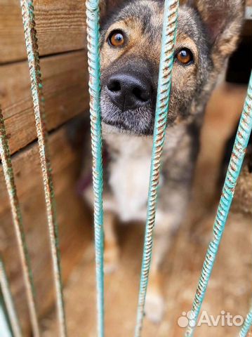 Сара ищет семью