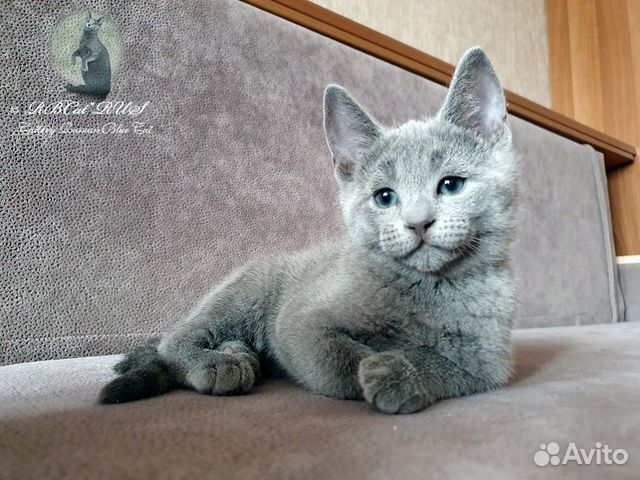 Русская голубая. Питомник