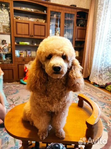 Малый пудель ищет невесту