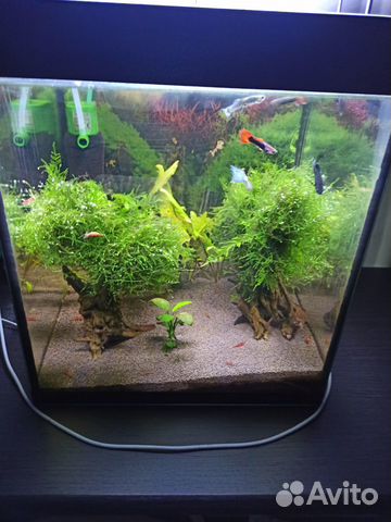 Деревья для нано-аквариума или креветочника