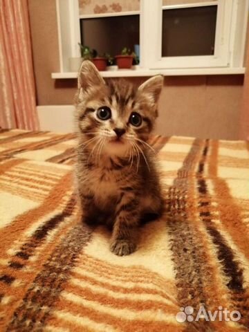 Котёнок