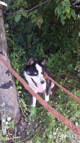Кобель хаски на вязку