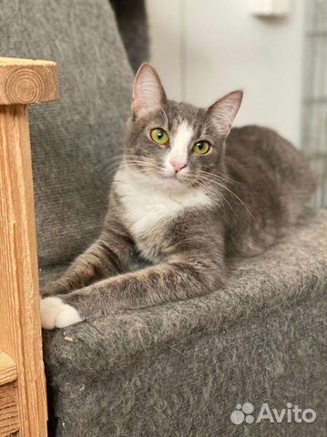 Голубая ласковый котенок девочка