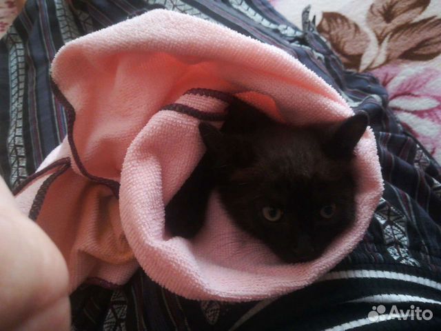 Черный котёнок