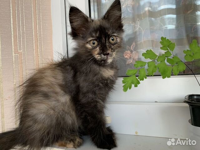 Кисунька в добрые руки