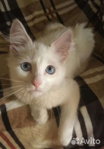 Голубоглазый белоснежный котенок в поисках семьи
