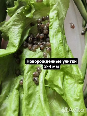 Малыши улиток Ахатин
