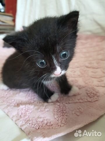 Котенок маркизик