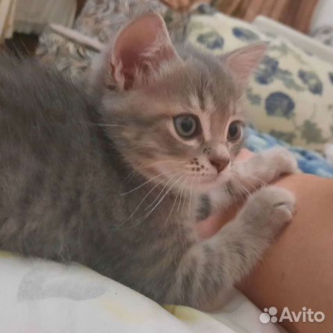 Кошка шатланская прямоухая в дар в добрым людям