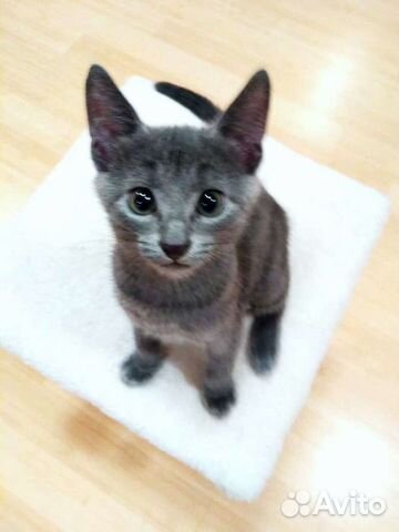 Котёнок, котята малышка фенотип русской голубой