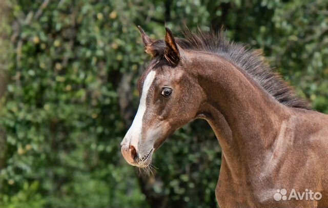 Арабские лошади