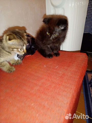 Вислоухие котята