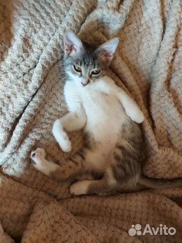 Котенок в добрые руки, 1,5 мес, привезу к вам