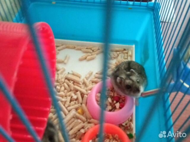 Джунгарские хомяки с клеткой