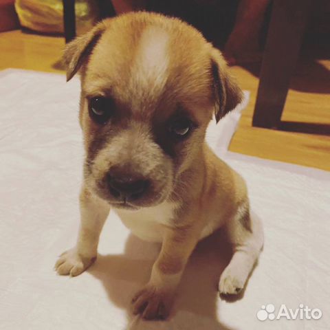 Щенок бесплатно