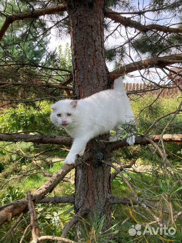 Котик Ларс