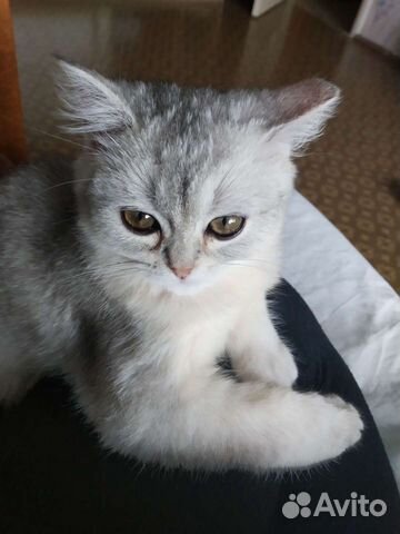 Кошечка молодая