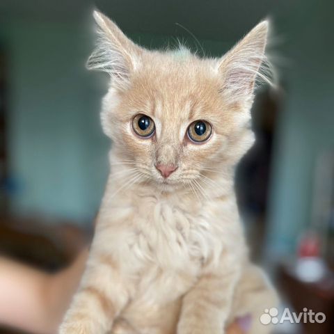 Сладкая Дынька