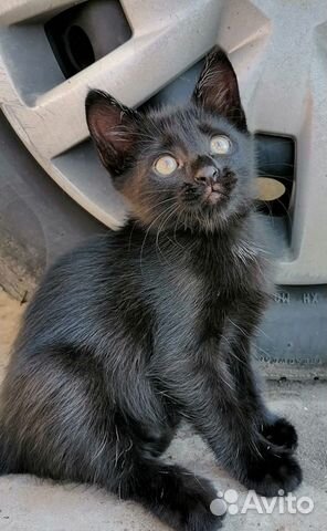 Кошки