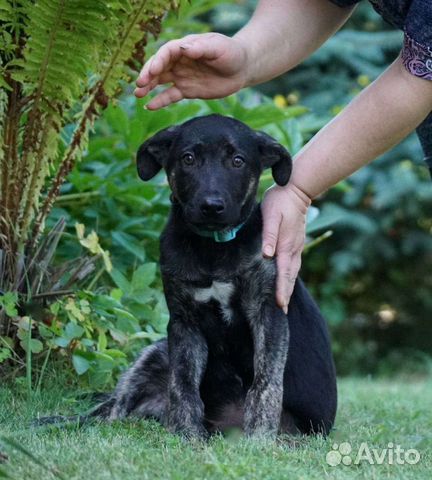 Щенок в добрые руки