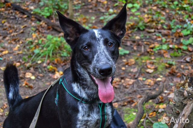 Метис курцхаар в добрые руки