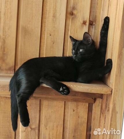 Котенок девочка по имени Пантера.,4 месяца