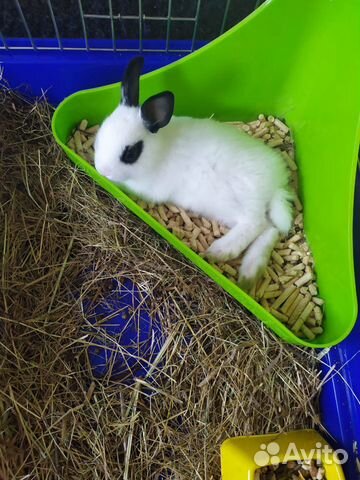 Карликовый кролик