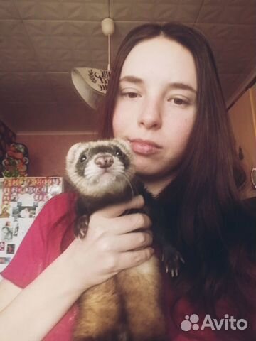 Хорек с клеткой, кастрированный