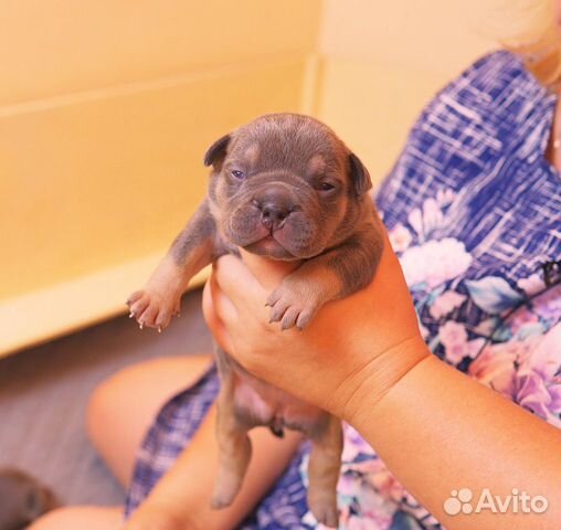 Американский Булли щенок голубой триколор