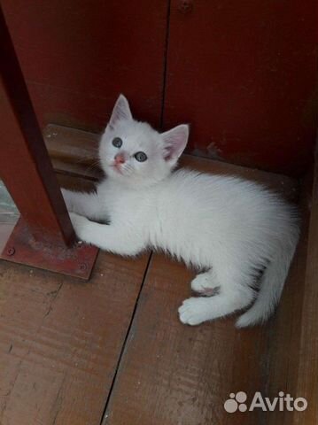 Котенок Зефирка в добрые руки
