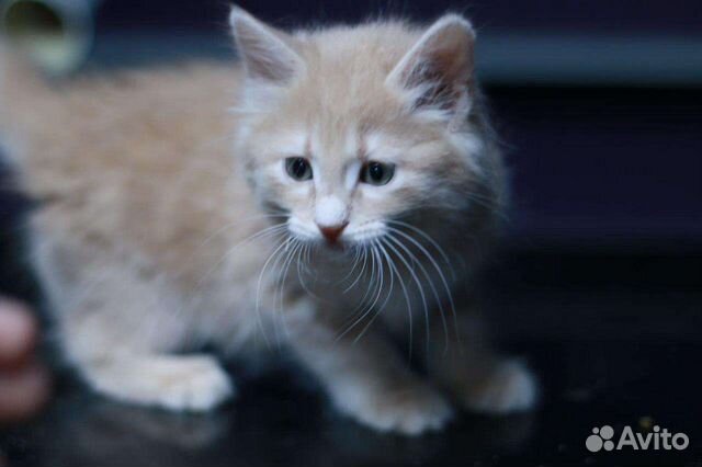 Кошка в дар, девочка 1,5 мес
