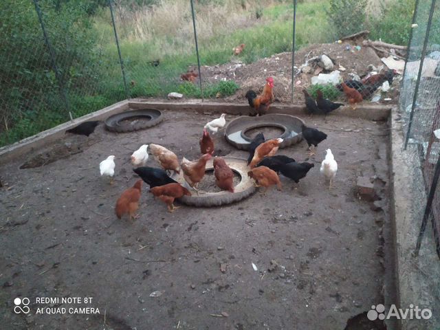 Куры несушки