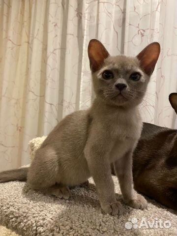 Бурманские котята