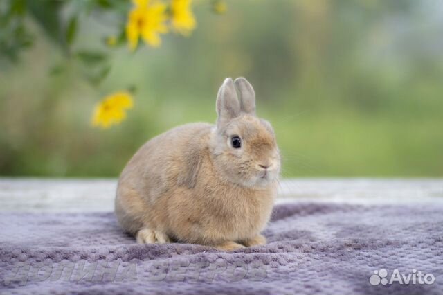 Супер мини кролик 7 мес 1 кг мальчик люкс