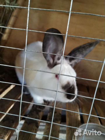 Самец Калифорнии 9мес