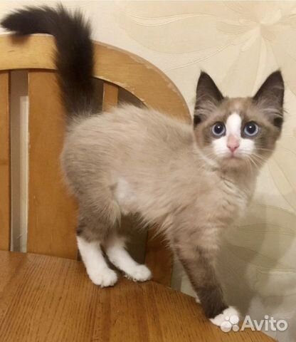Очаровательная малышка котенок Мультяша в дар