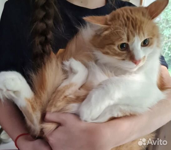 Котик