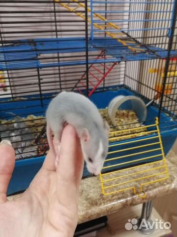 Крыски дамбо хаски