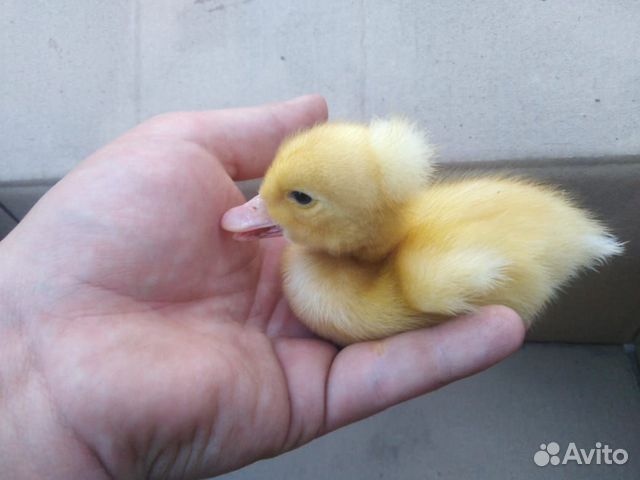 Утята хохлатые