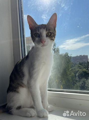 Котенок мальчик 5 мес