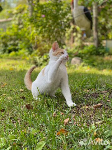 Котенок