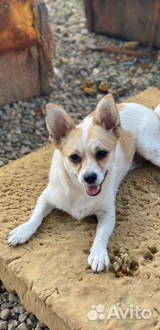 Собака в добрые руки щенок