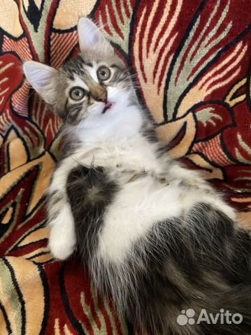 Котята в добрые руки даром