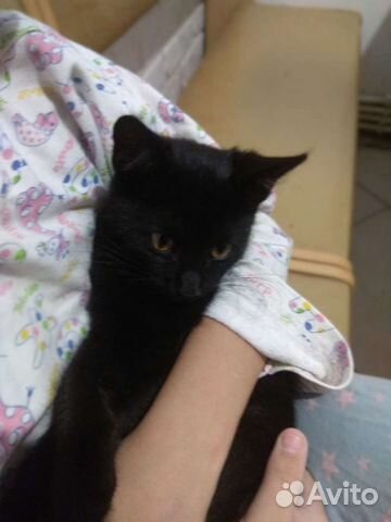 Котенок в добрые руки
