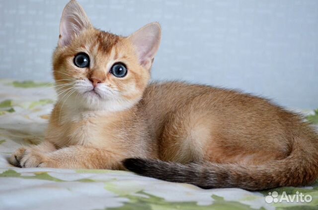 Котик золотая шиншилла